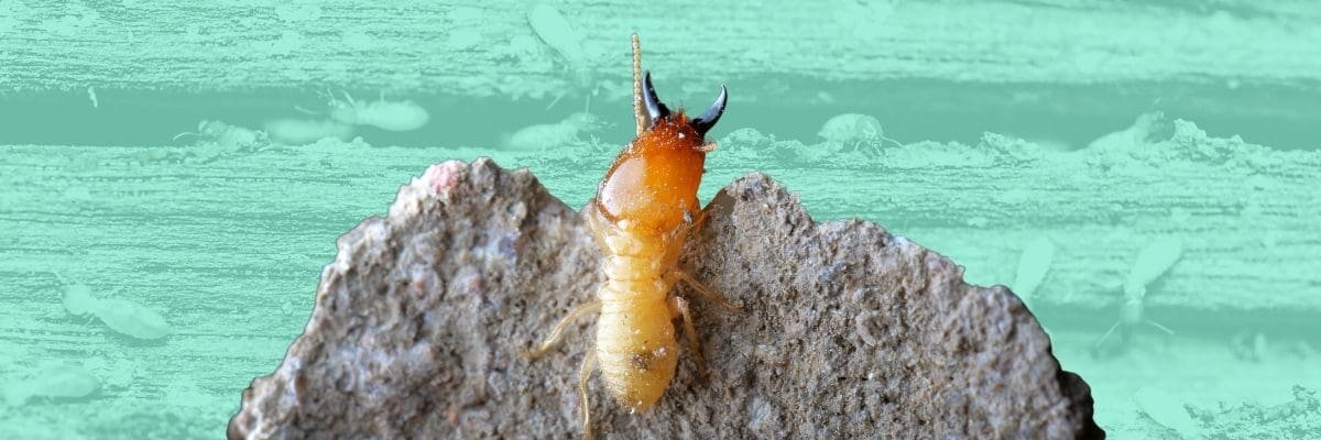 Termites: Facts, Prevention, and Solutions | NYC Pest Control Guide