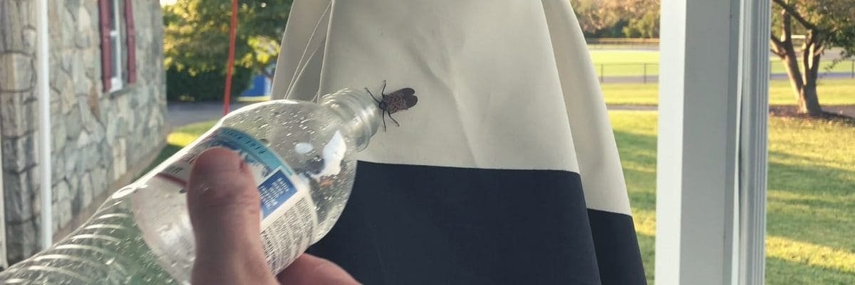 How to Get Rid of Spotted Lanternflies in NYC — Tips from Experts