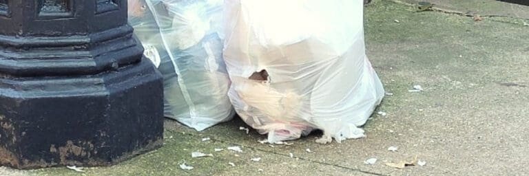 How to Get Rid of Rats Outside: Signs, Tips, and Solutions